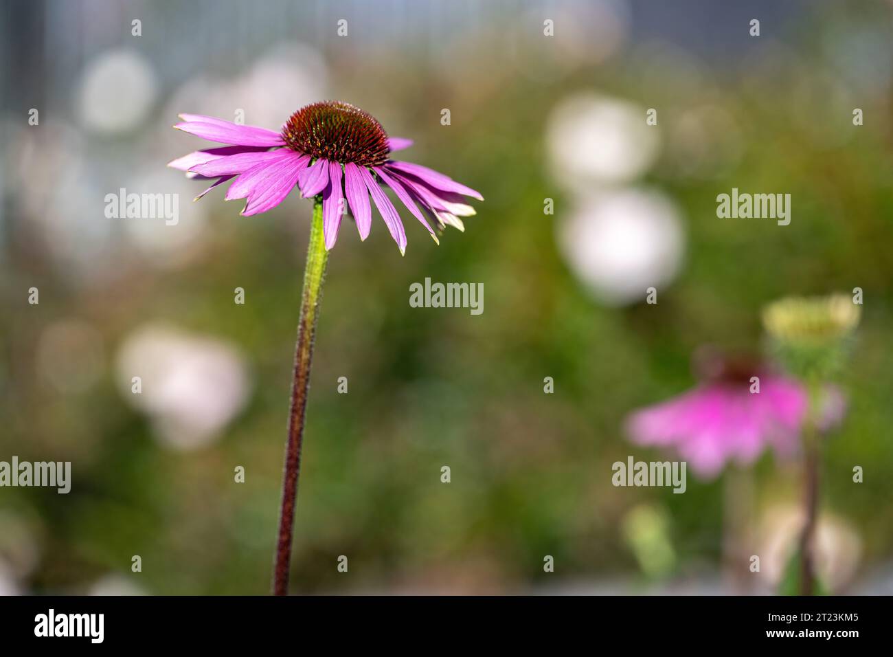 Withered purple coneflower during early fall in Sweden Stock Photo - Alamy