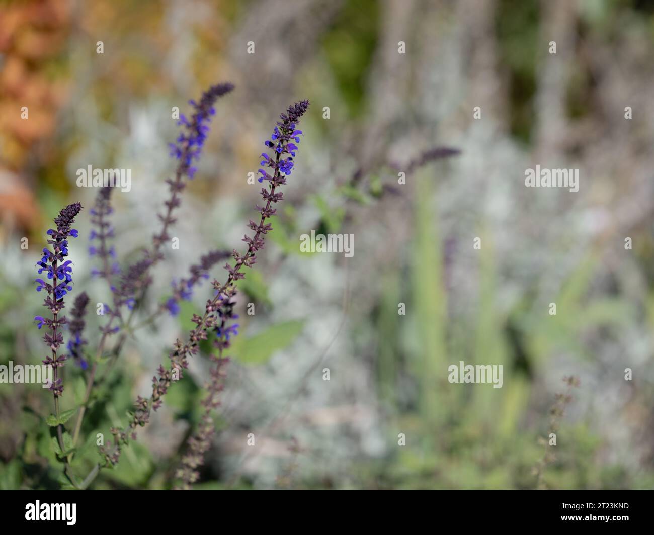 Lavender growing in a flower bed in a city park in Norrköping during ...