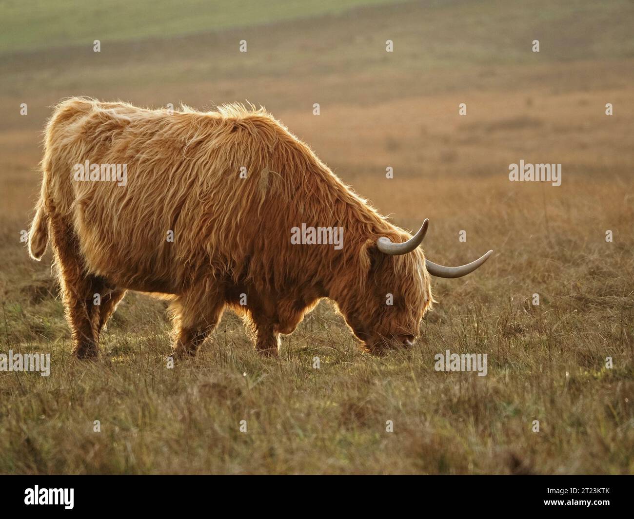 Highland Cow with characteristic upturned horns, fluffy dun shaggy coat ...