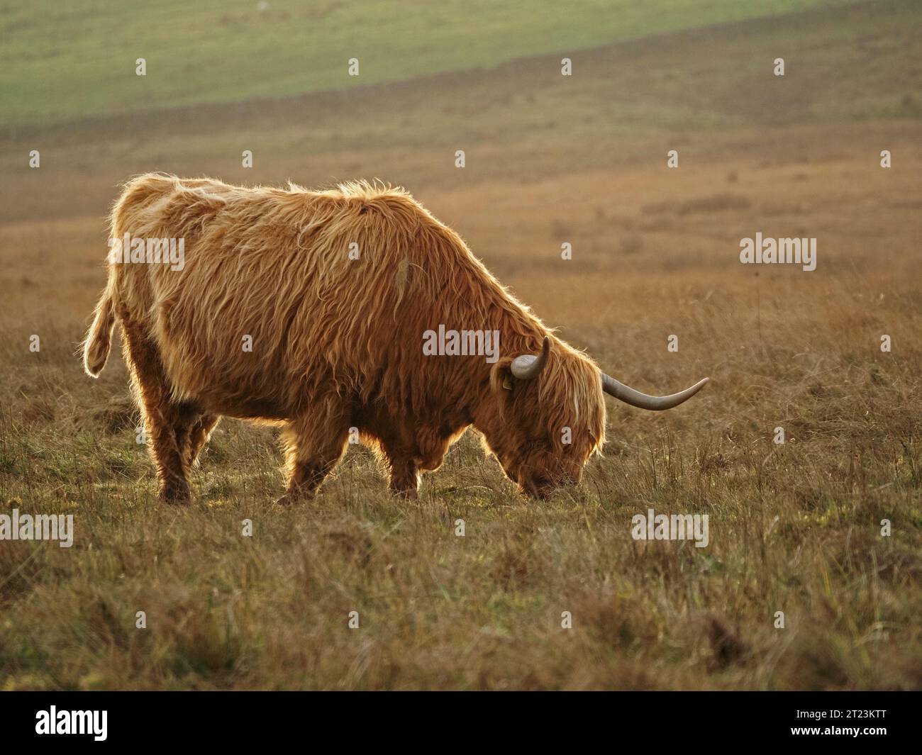 Highland Cow with characteristic upturned horns, fluffy dun shaggy coat ...