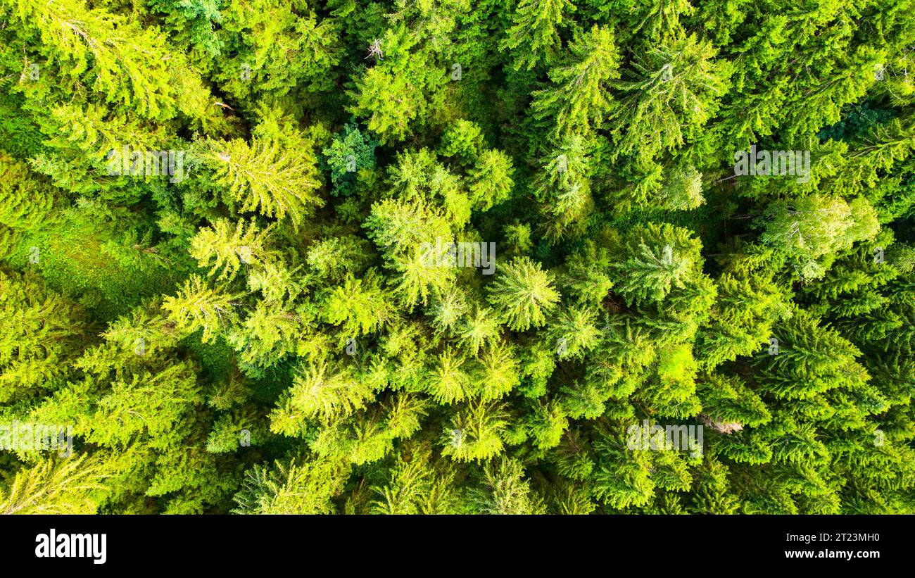 A lush, vibrant forest of conifers stands tall, offering a breathtaking ...