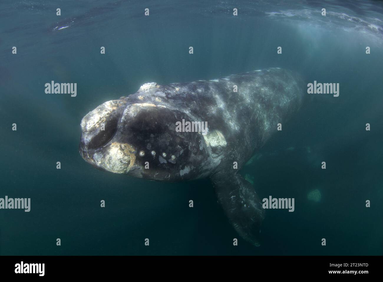 Southern right whale near the peninsula Valdés. Endangered right whales ...