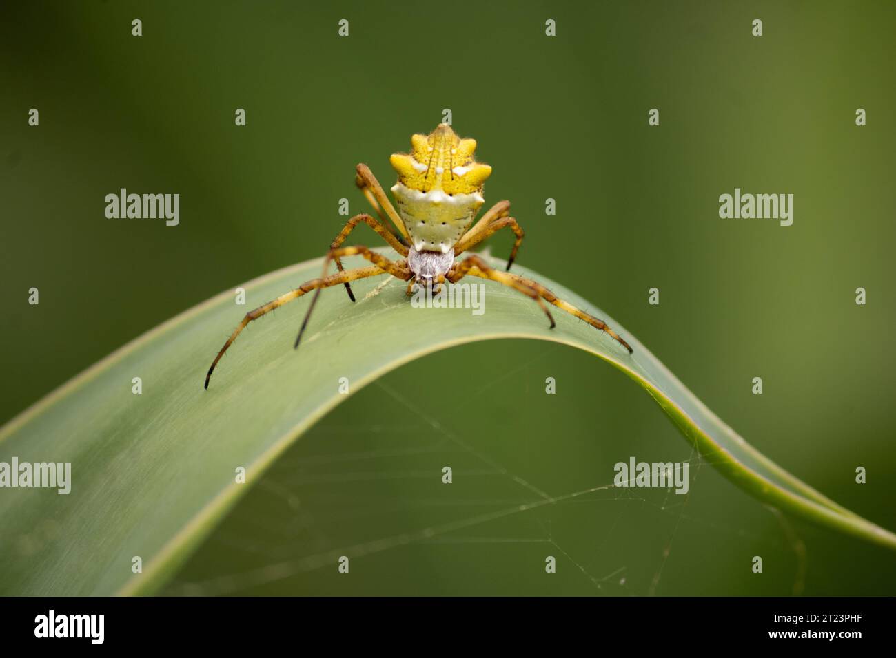 Commonly known as the silver spider or garden spider hi-res stock ...