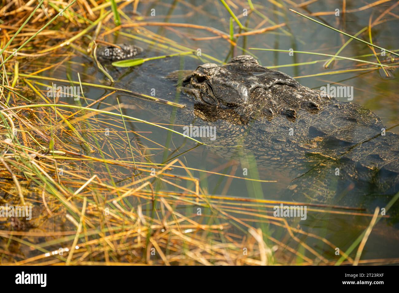 Grassy Edge of Swamp With Alligator In The Distance Swimming on the ...