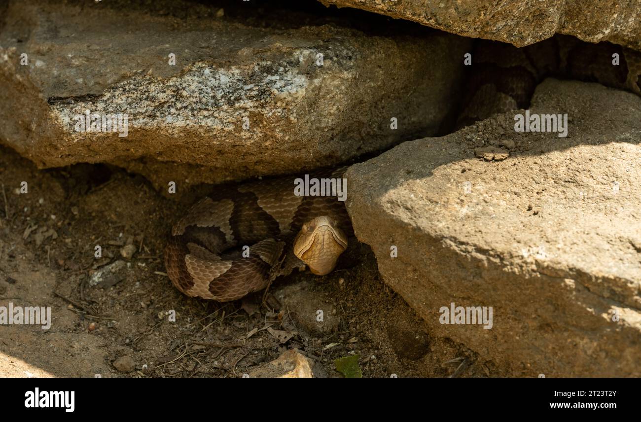 Coiled copperhead snake ready to strike venomous copperhead snake hi ...