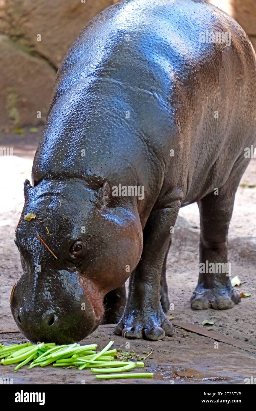 Pygmy hippo hi-res stock photography and images - Alamy