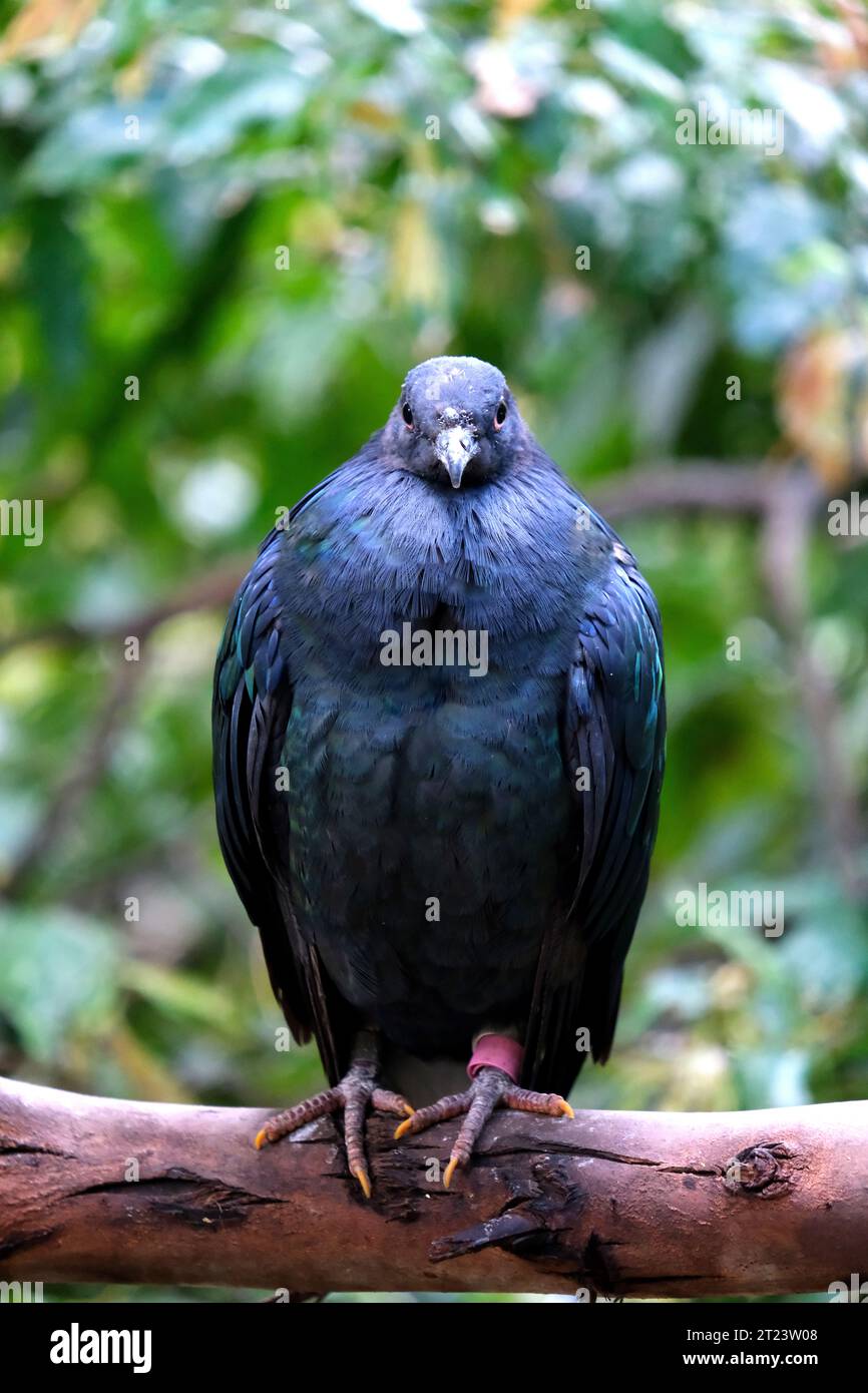 Nicobar Pigeon in Adelaide Zoo Australia Stock Photo - Alamy