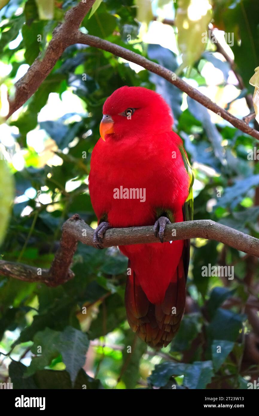 Chattering Lory in Adelaide Zoo Australia Stock Photo - Alamy