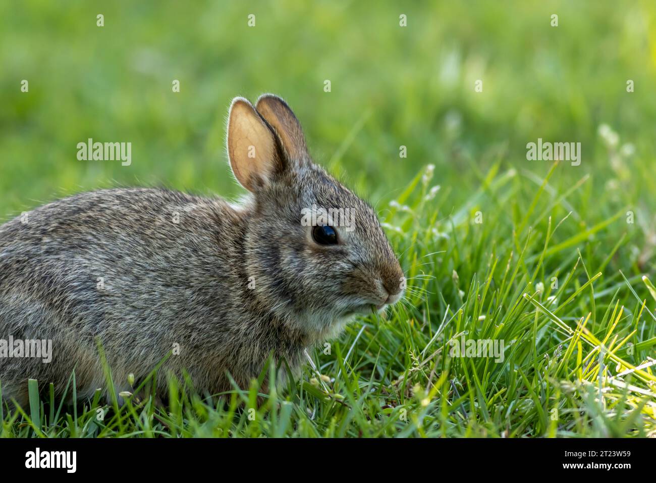 Small young Eastern Cottontail Rabbit, Sylvilagus floridanus, in green ...