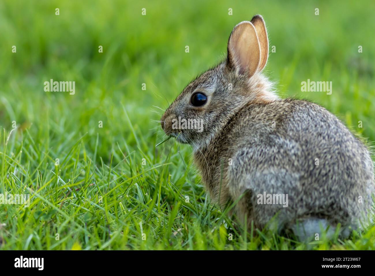 Small young Eastern Cottontail Rabbit, Sylvilagus floridanus, in green ...