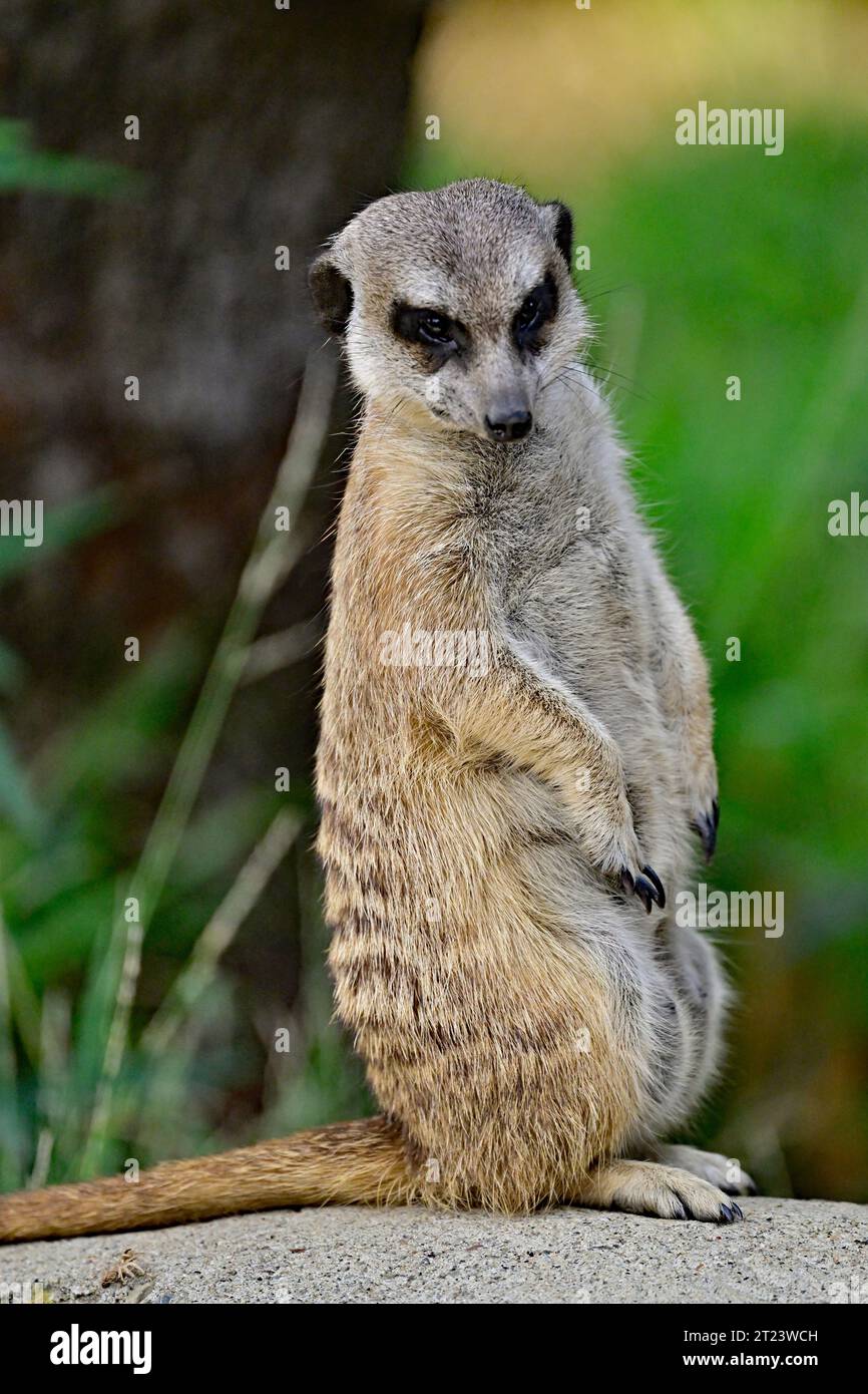 Meerkat aka Suricata suricatta on sentry duty Stock Photo - Alamy
