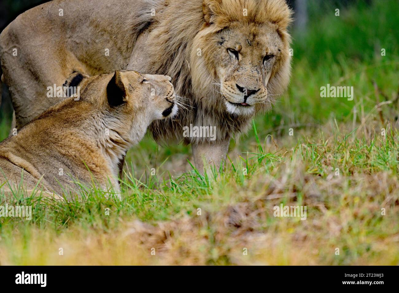 Lion King with his Queen Enjoying Some Tender Moments Stock Photo - Alamy
