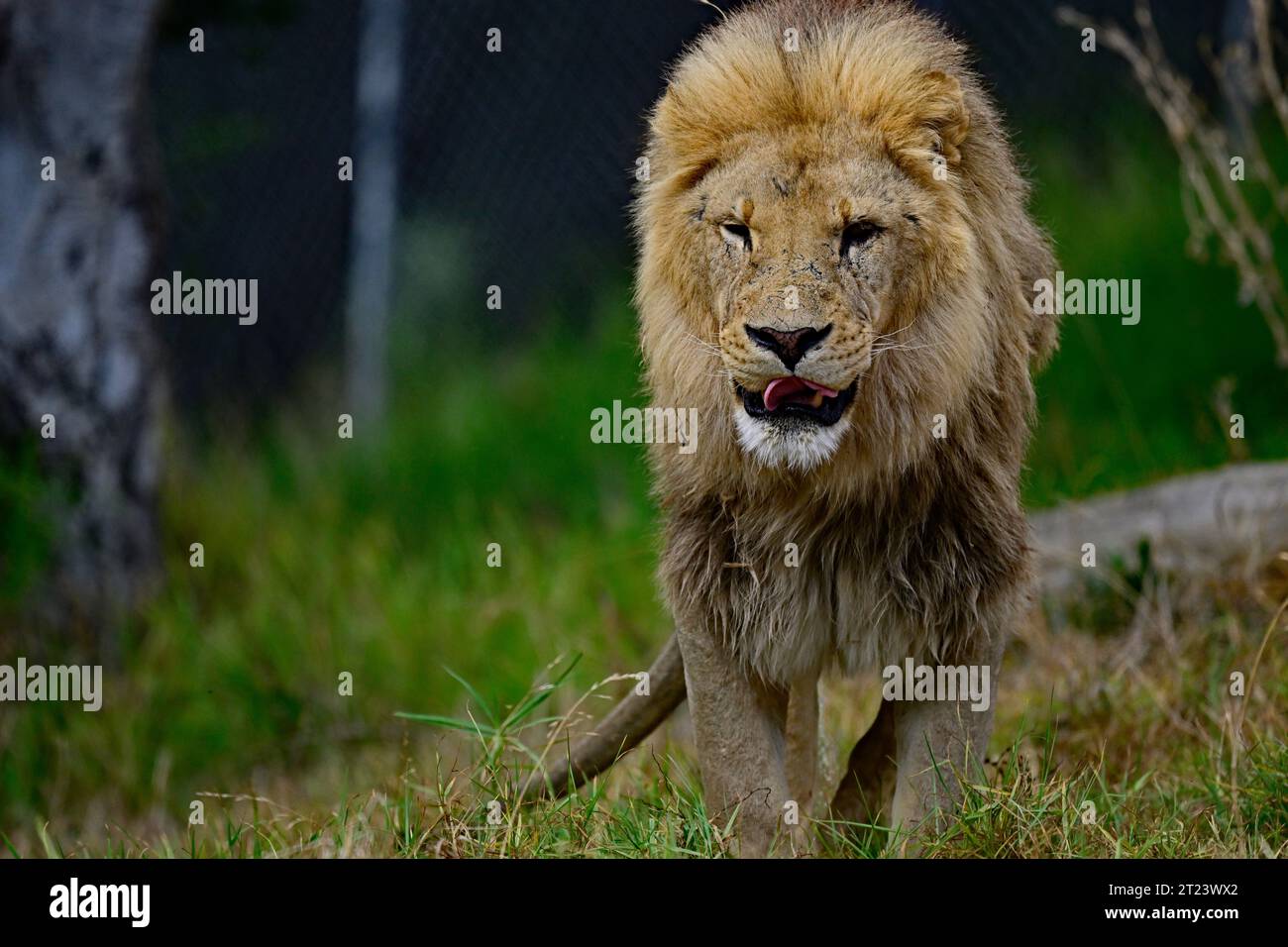 African lion cat hi-res stock photography and images - Alamy