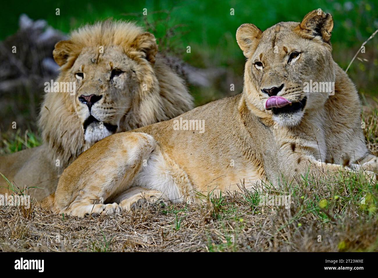 Lion King with his Queen Enjoying Some Tender Moments Stock Photo - Alamy