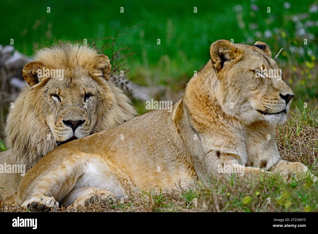 Lion King with his Queen Enjoying Some Tender Moments Stock Photo - Alamy