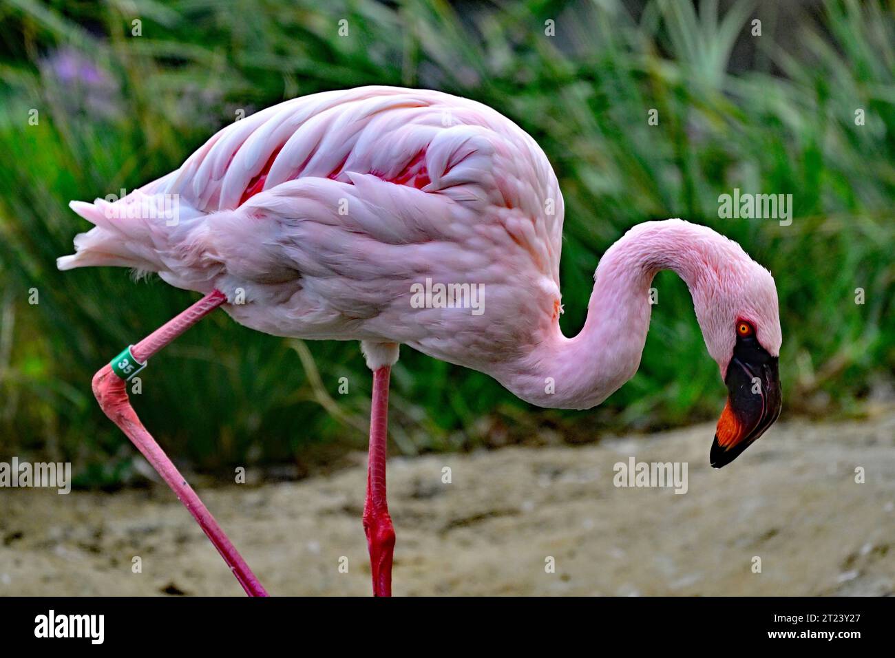 Lesser Flamingo - Phoeniconaias minor Stock Photo - Alamy