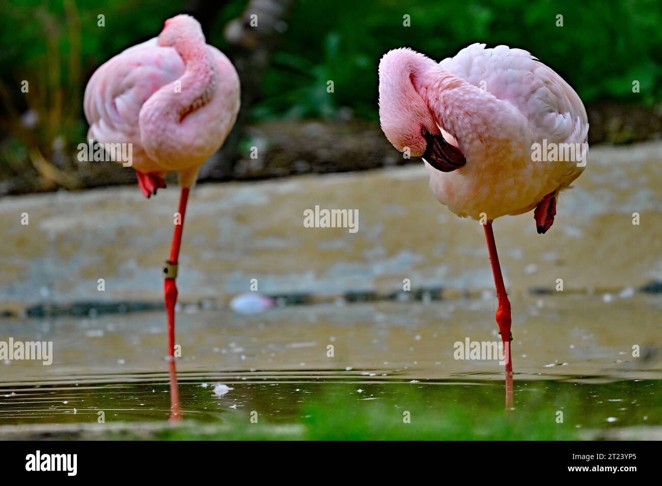 Lesser Flamingo - Phoeniconaias minor Stock Photo - Alamy