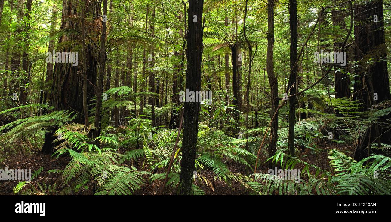 New Zealand native bush featuring trees and ferns Stock Photo - Alamy