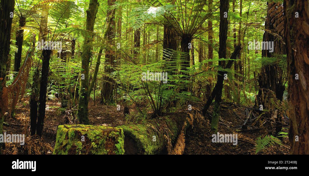 New Zealand native bush featuring trees and ferns Stock Photo - Alamy