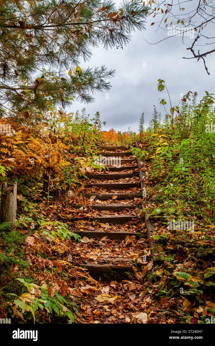 Old wooden steps on a foot path in Lake of the Falls County Park in ...