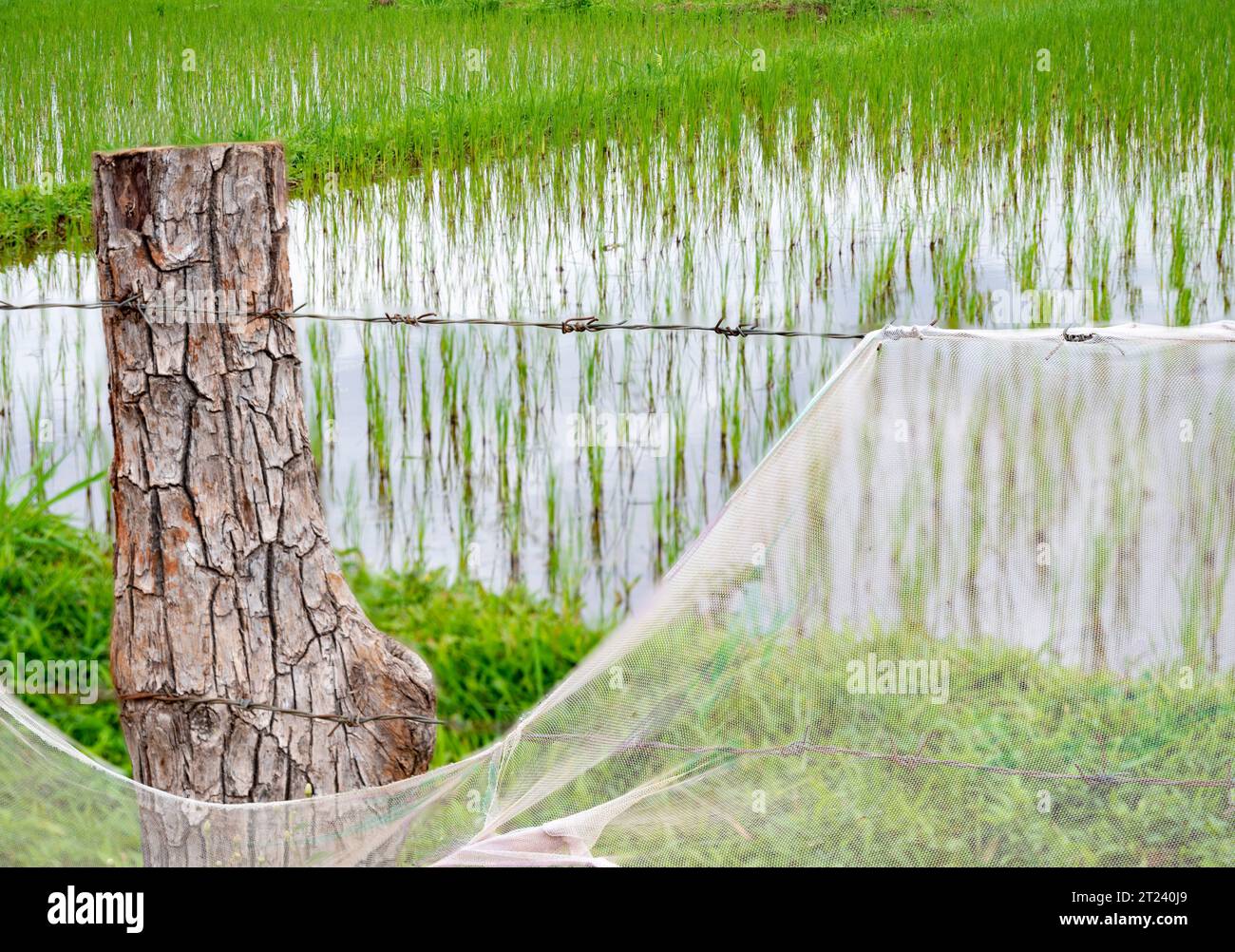 Basic protective boundary fencing, surrounding a paddy field,in a ...