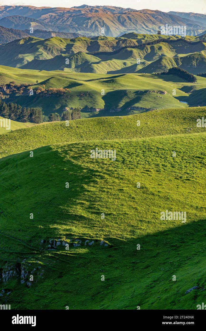 New Zealand,North Island high country farm land in early morning light ...