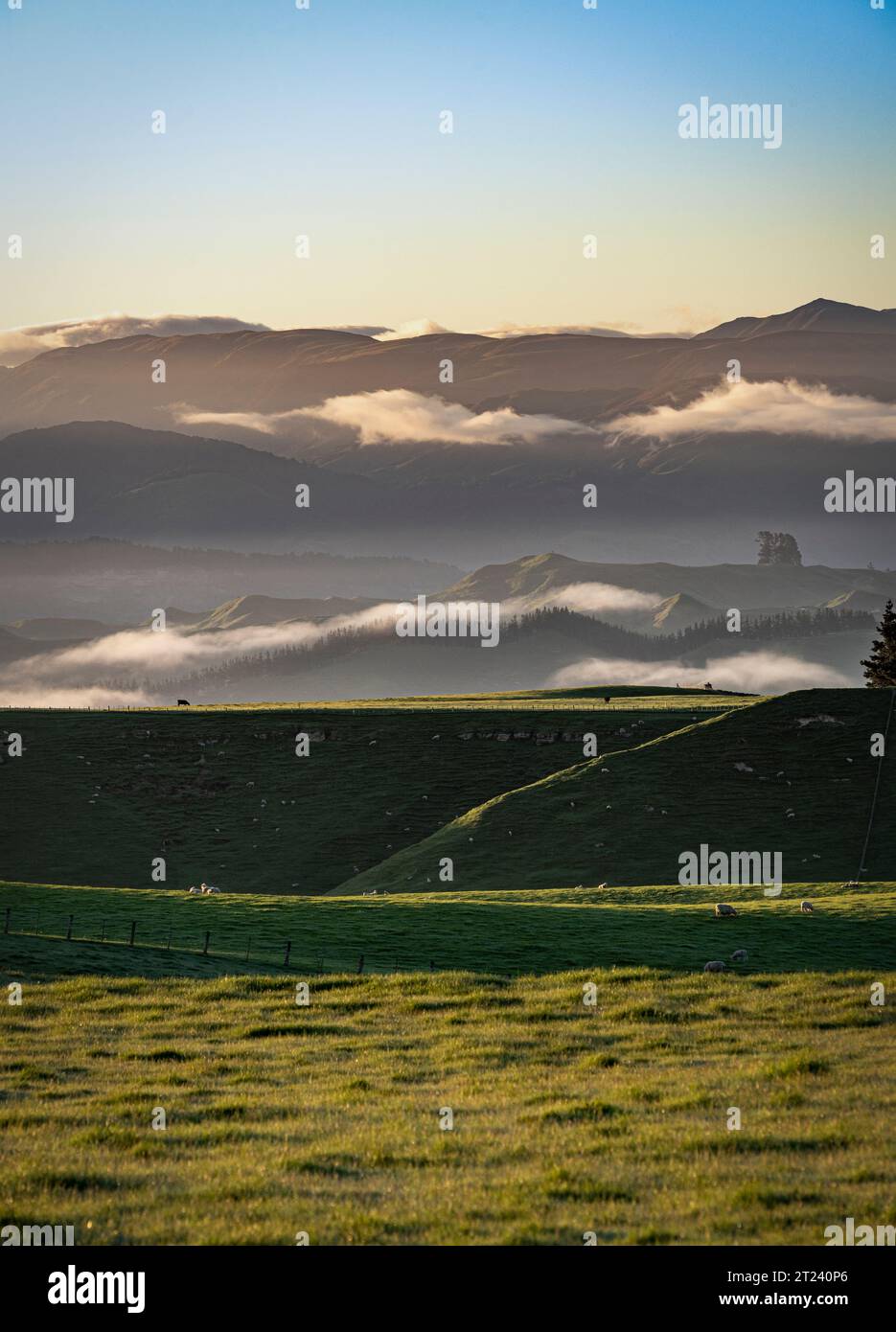 New Zealand,North Island high country farm land in early morning light ...