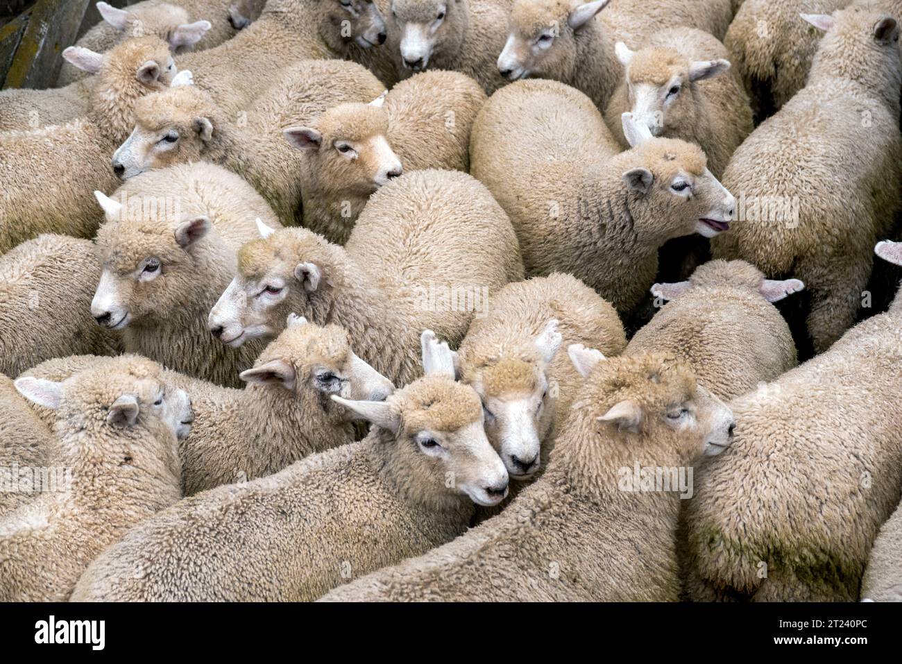 Sheep, North Island sheep farm, New Zealand Stock Photo - Alamy