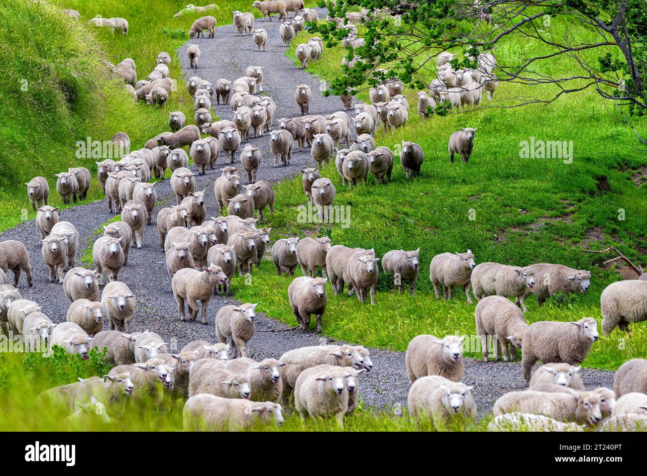 Sheep, North Island sheep farm, New Zealand Stock Photo - Alamy