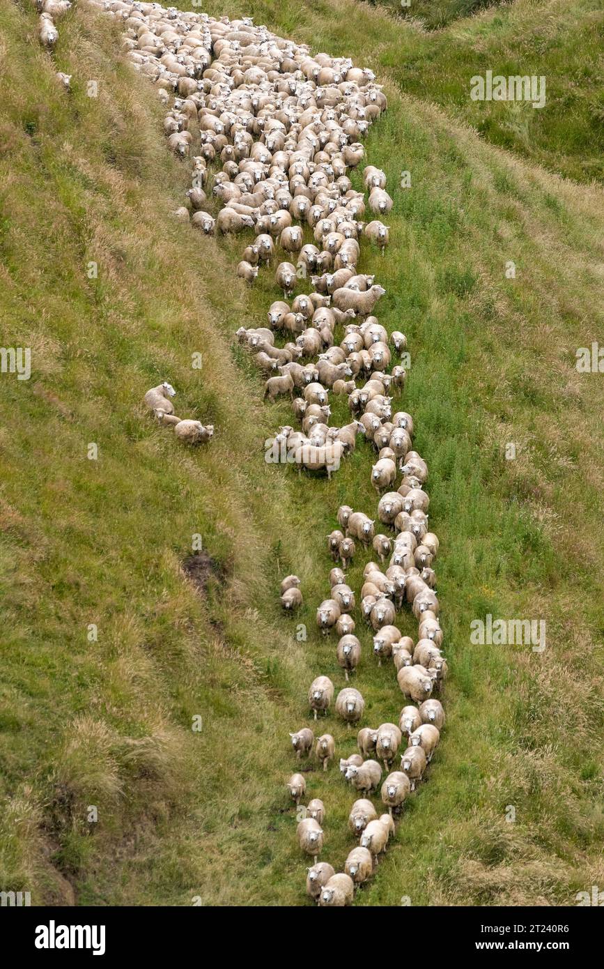 Sheep, North Island sheep farm, New Zealand Stock Photo - Alamy