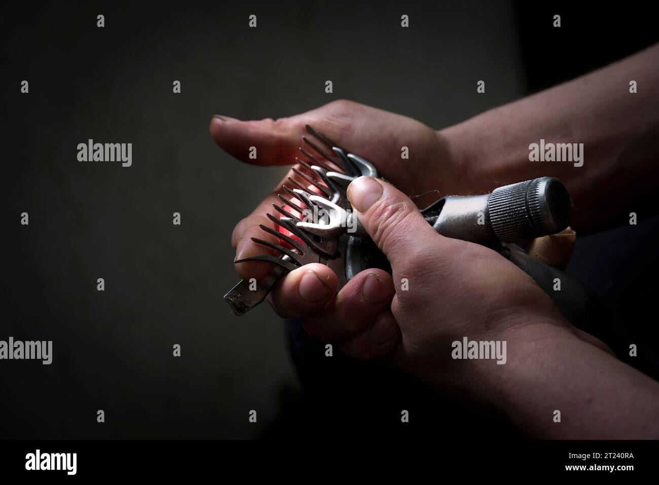 Sheep shearing new zealand hi-res stock photography and images - Alamy