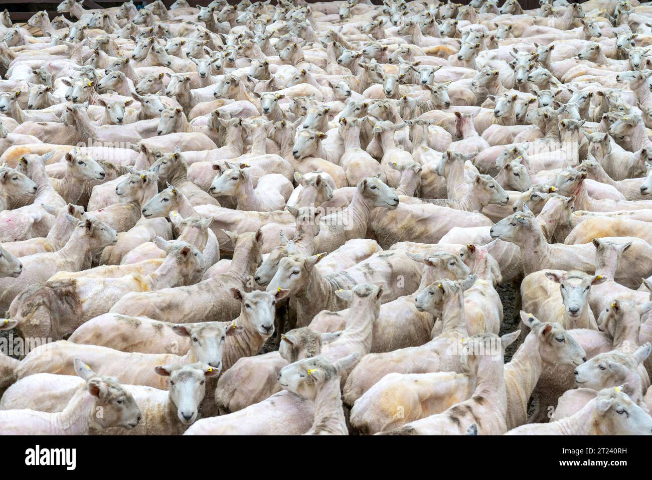 Sheep, North Island sheep farm, New Zealand Stock Photo - Alamy