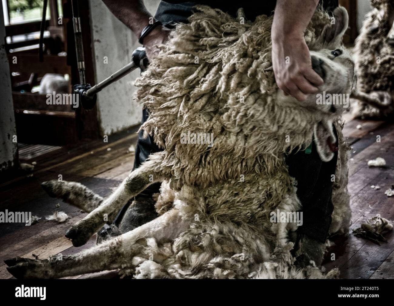 Sheep shearing, New Zeealand Stock Photo - Alamy