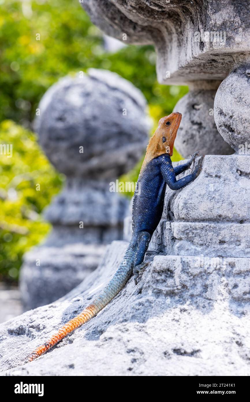 Southern rock agama lizard sitting on rock, a blue, red and orange ...
