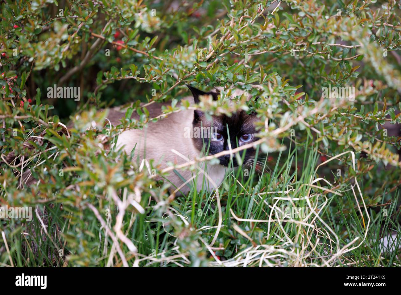 Blue eyed beautiful blonde in hi-res stock photography and images - Alamy