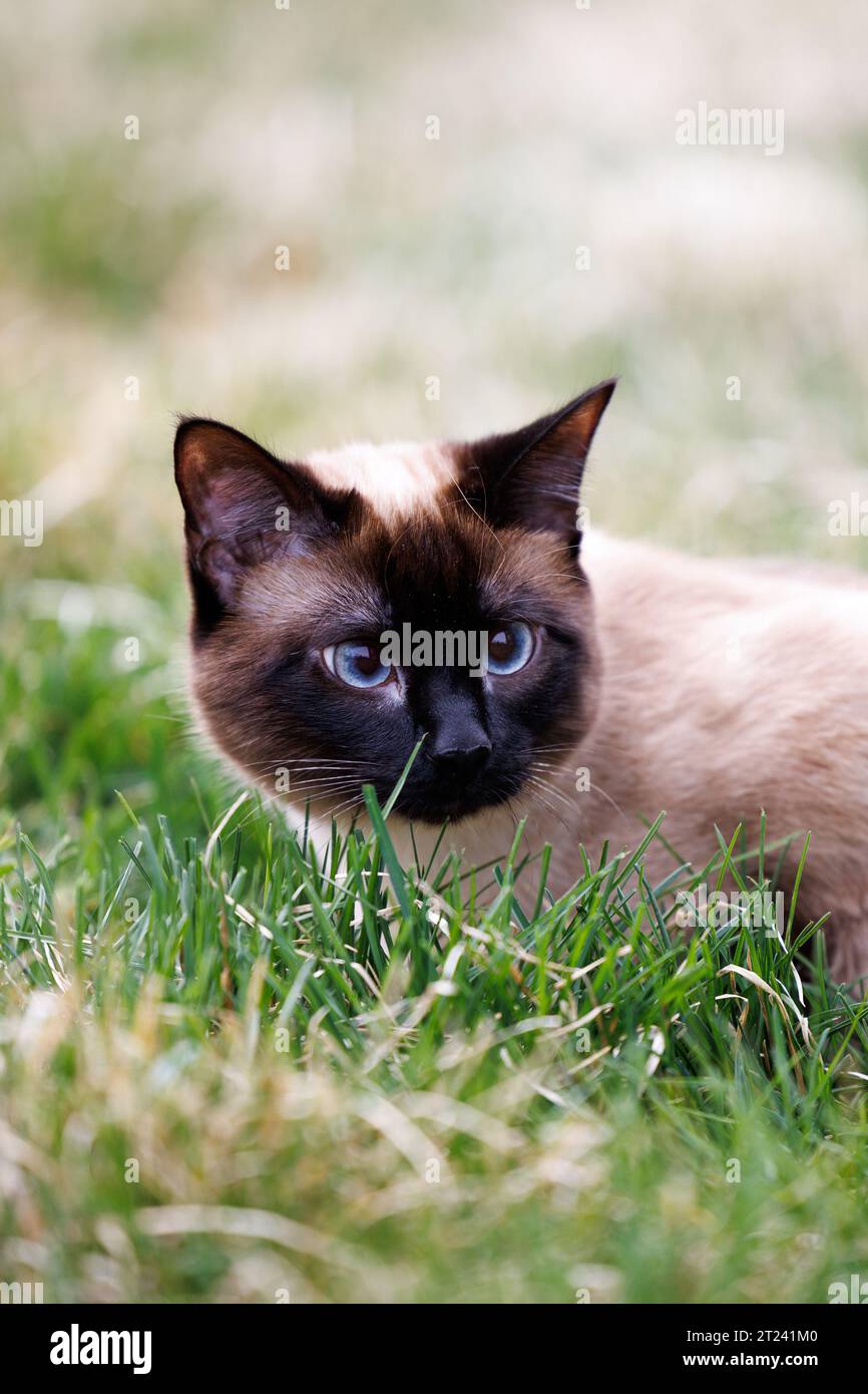Tan cat hi-res stock photography and images - Alamy