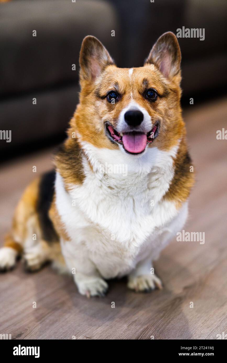 tricolor corgi poses for a portrait, smiling Stock Photo - Alamy