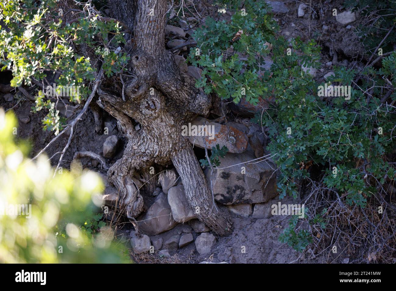 gnarled tree stump growing out of a mountain Stock Photo - Alamy