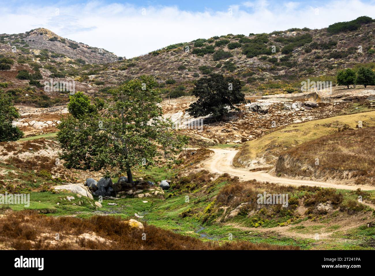 tree standing on the roadside up the hill Stock Photo - Alamy