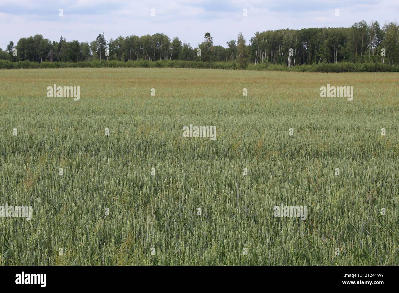 Wheat field with a line of trees in the background in Sece, Latvia ...