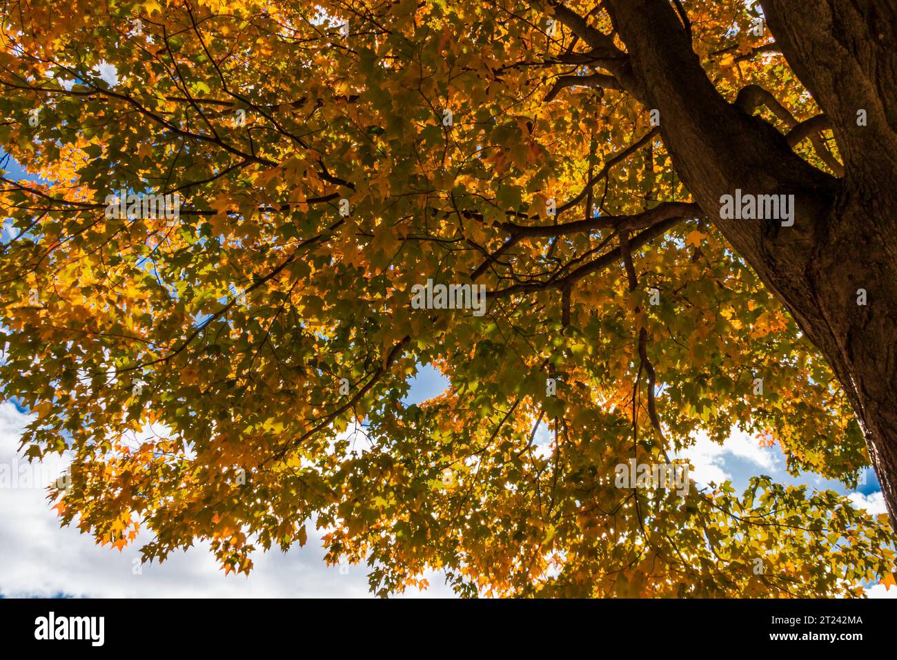 Maple tree branches with leaves changing colours in fall against the ...