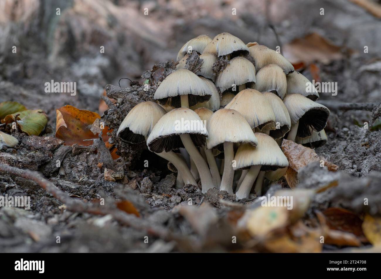 Coprinus impatiens hi-res stock photography and images - Alamy