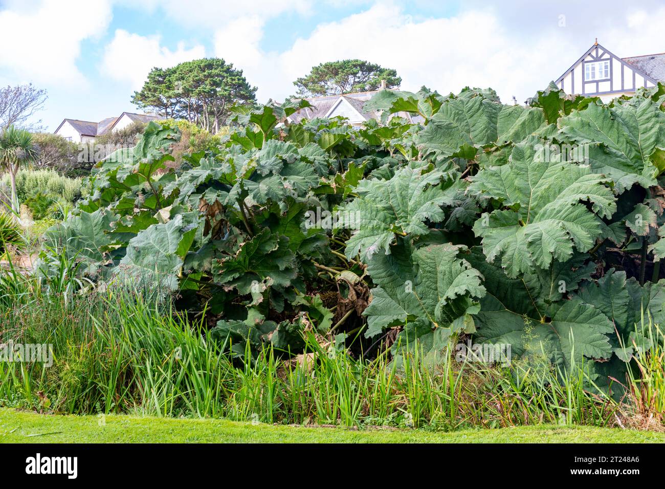 Gunnera Manicata Giant Rhubarb in Queen Mary gardens in Falmouth ...