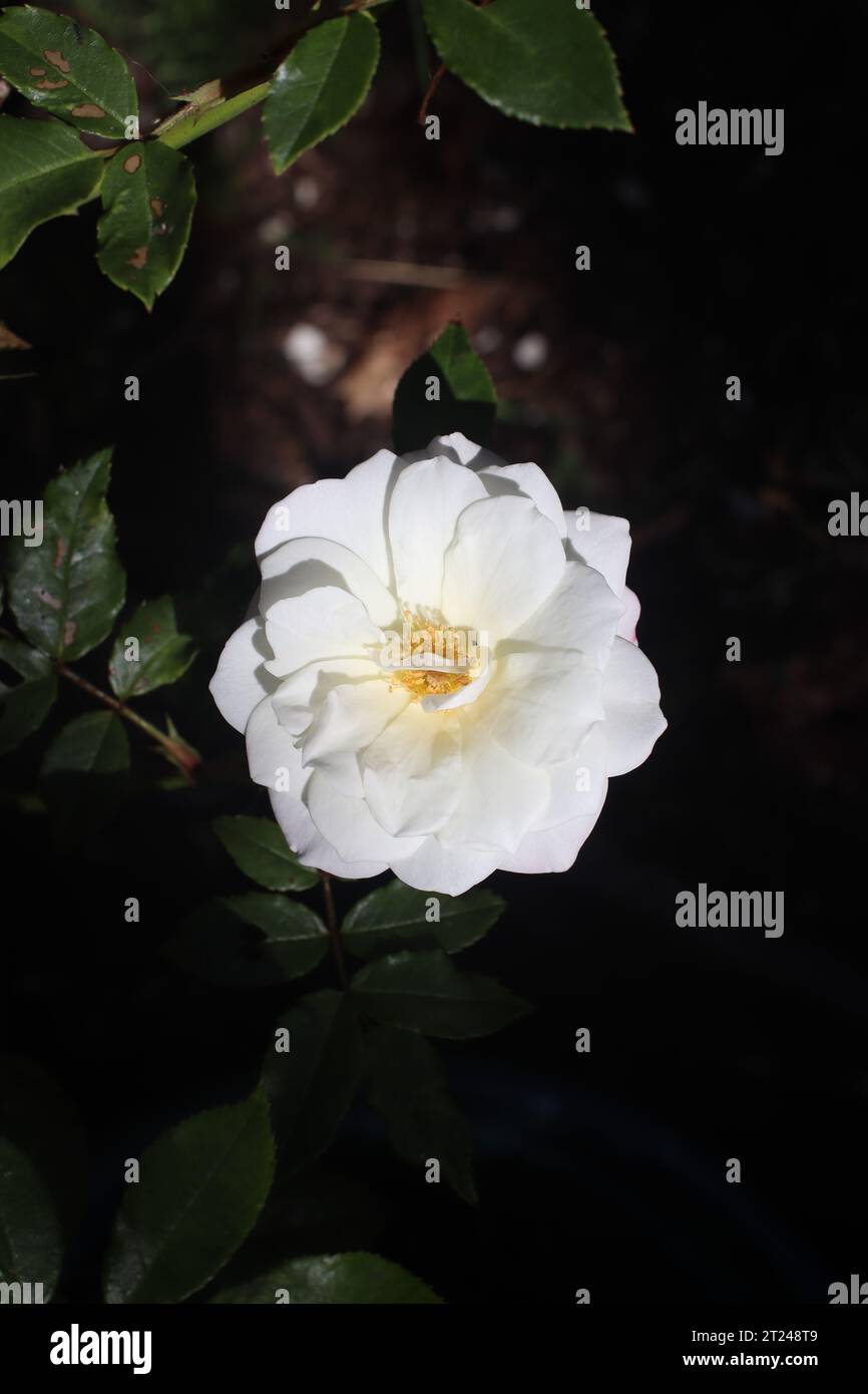 White garden rose top view hi-res stock photography and images - Alamy
