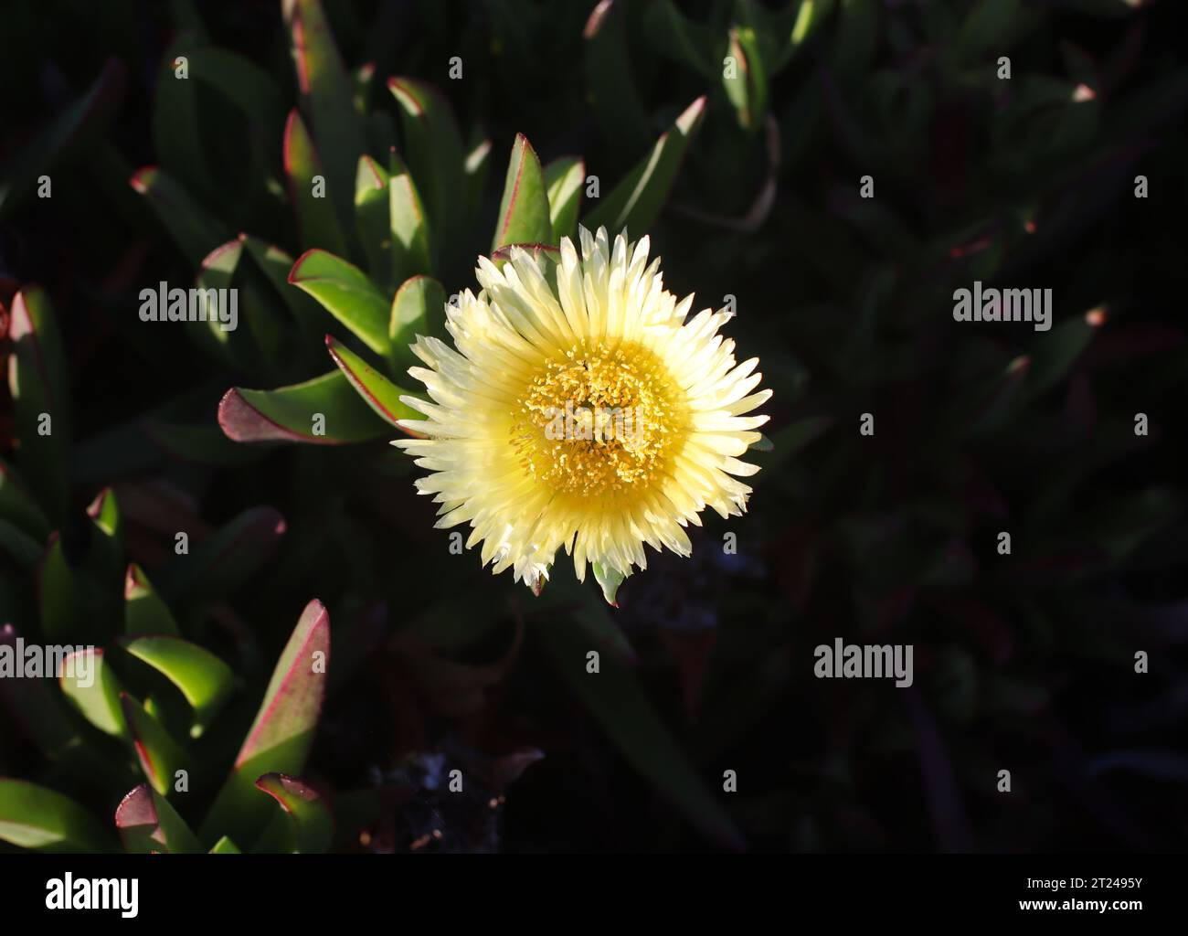 Sea fig hi-res stock photography and images - Alamy