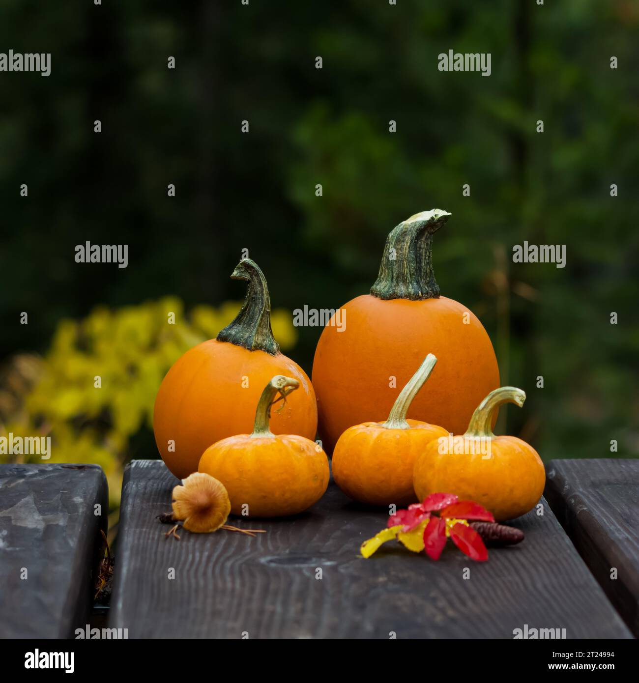 A group of pumpkins on a rustic picnic table in a park in the forest ...