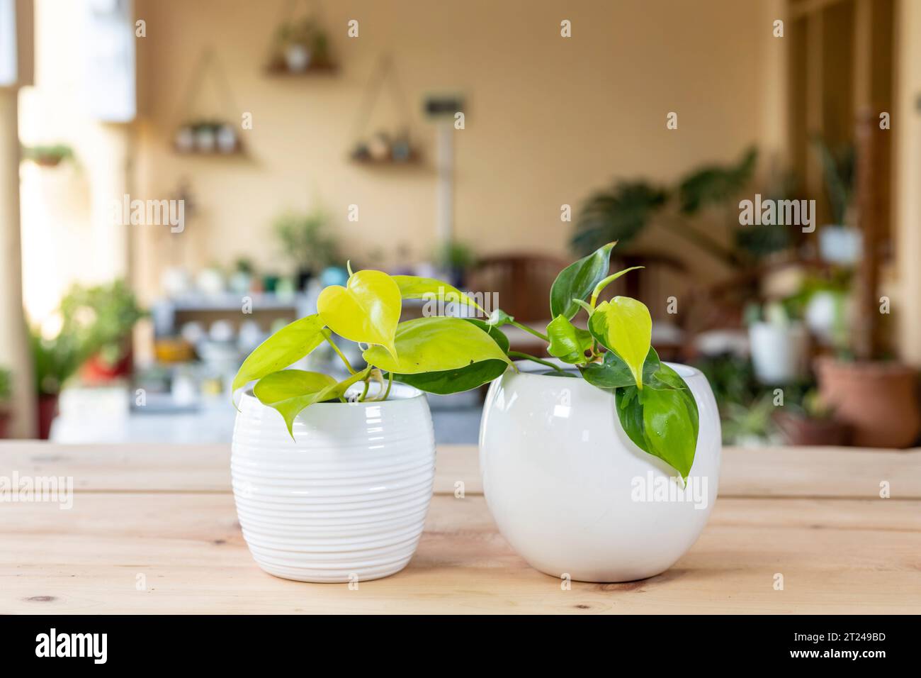 Philodendron brasil variegated and neon lime green heart leaf plants in ...