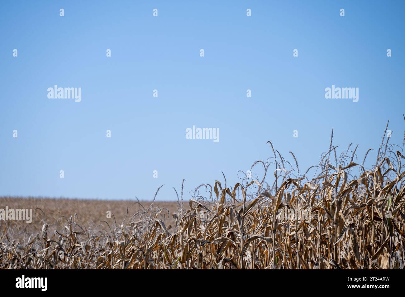 Sloping hillside of dried brown corn ready for harvest Stock Photo - Alamy