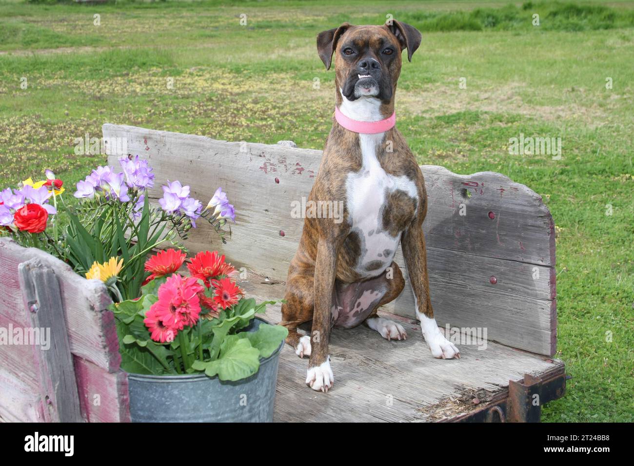 Boxer sitting in old wood trailer with buckets of flowers Stock Photo ...