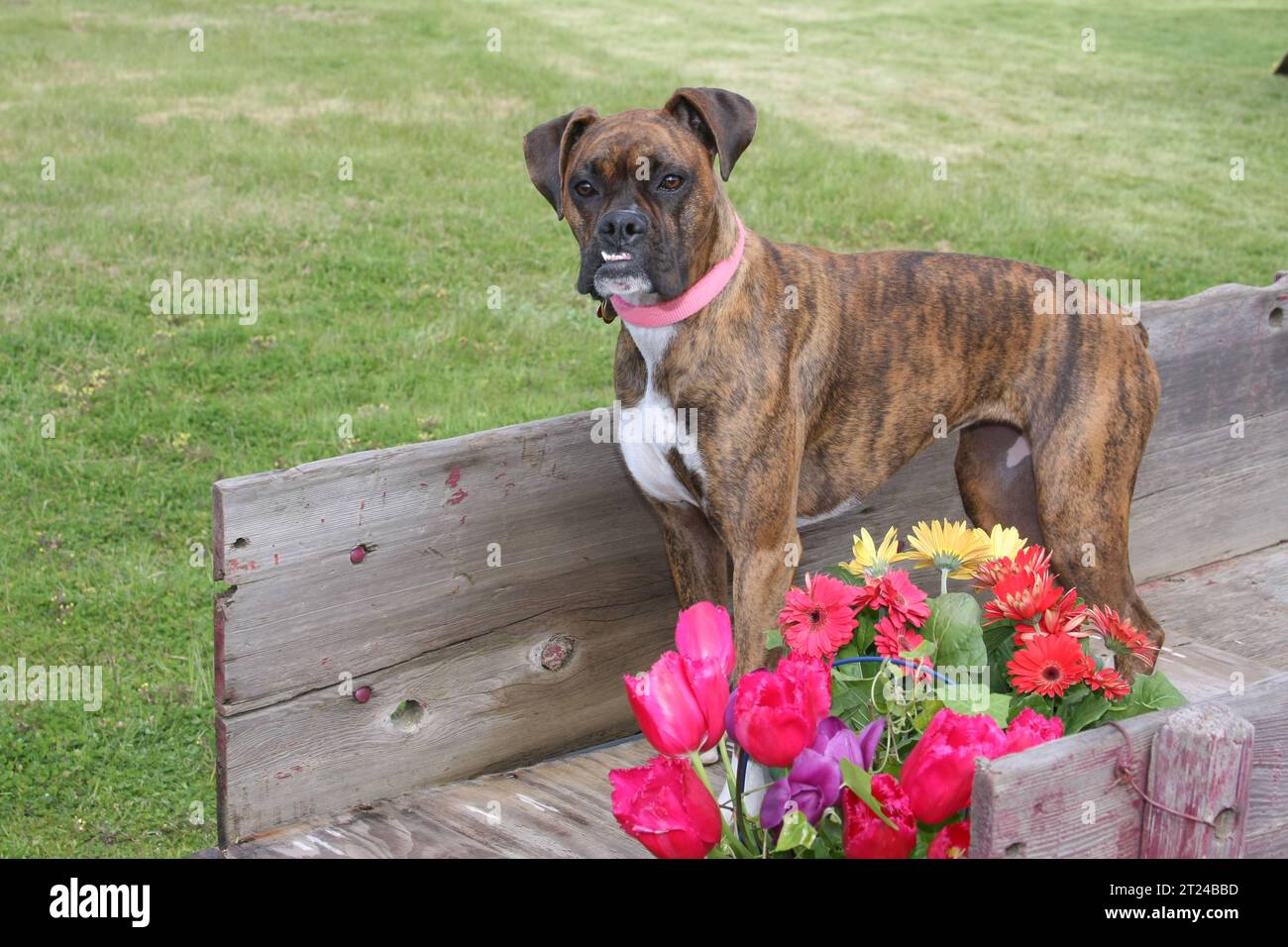 Boxer standing in old wood trailer with buckets of flowers Stock Photo ...